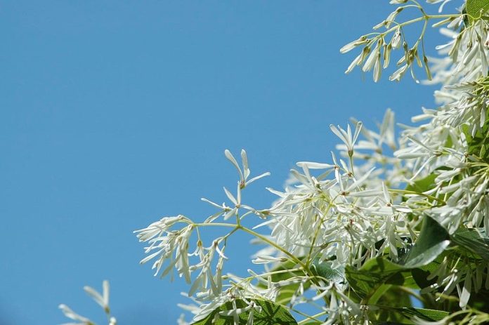 38+ Different Trees With White Flowers (Photos) - Identification Guide