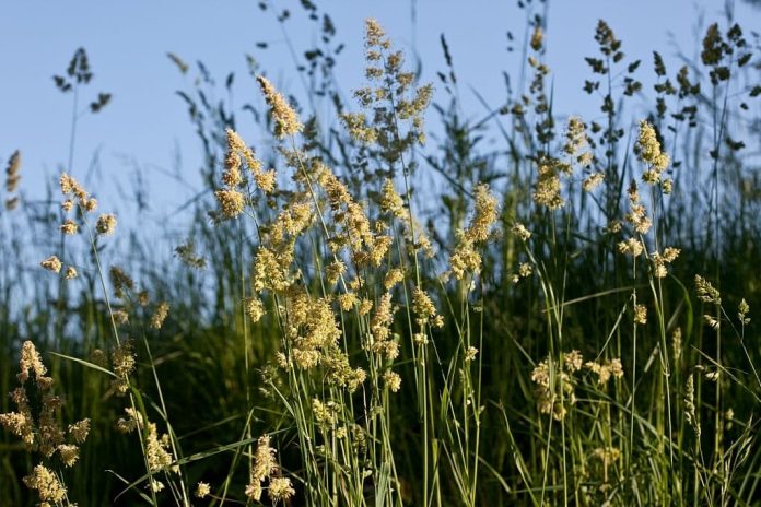 43 Different Types Of Lawn Grass For Your Yard (Names & Pictures)