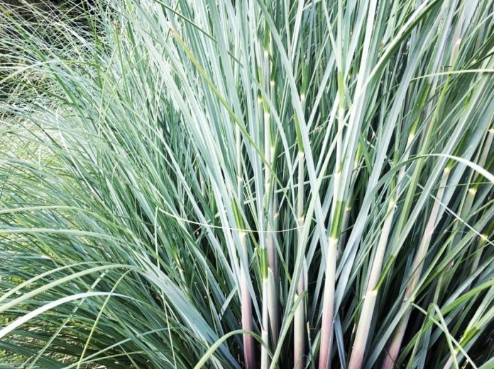 43 Different Types Of Lawn Grass For Your Yard (Names & Pictures)