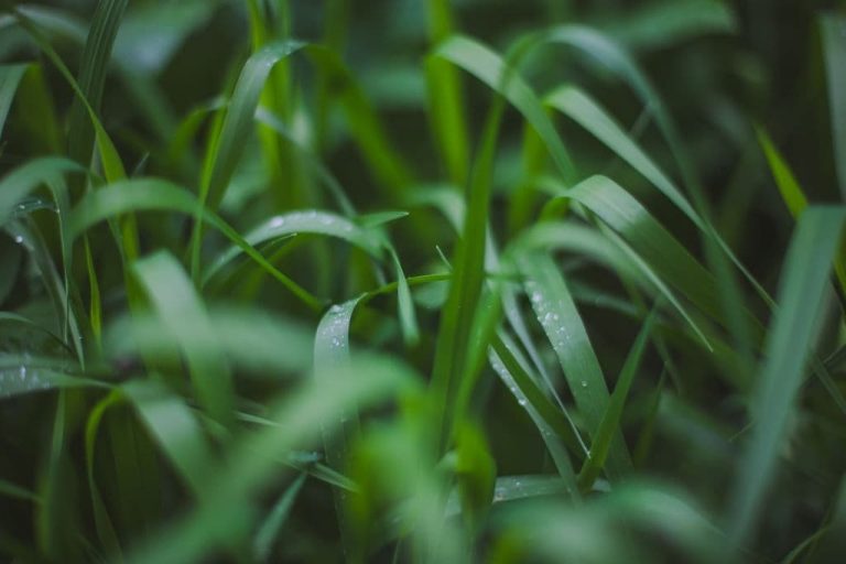 43 Different Types Of Lawn Grass For Your Yard (Names & Pictures)
