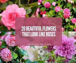 20 Beautiful Flowers That Look Like Roses and Peonies (With Pictures)