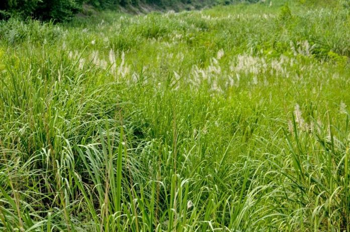 43 Different Types Of Lawn Grass For Your Yard (Names & Pictures)