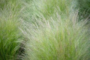 43 Different Types Of Lawn Grass For Your Yard (Names & Pictures)
