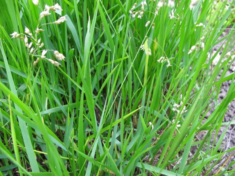 43 Different Types Of Lawn Grass For Your Yard (Names & Pictures)