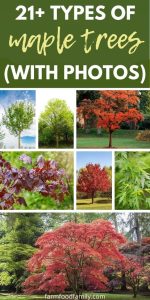 21+ Types Of Maple Trees (Leaves, Bark) With Pictures & Identification