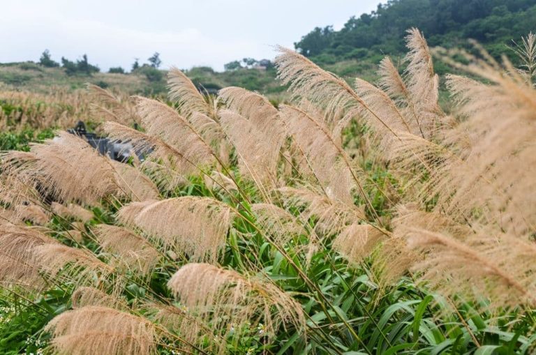 43 Different Types Of Lawn Grass For Your Yard (Names & Pictures)