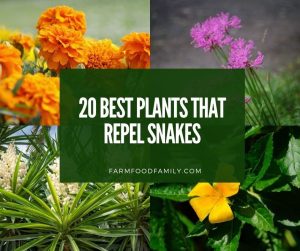 20 Best Plants That Repel Snakes (With Pictures) - Farm Food Family