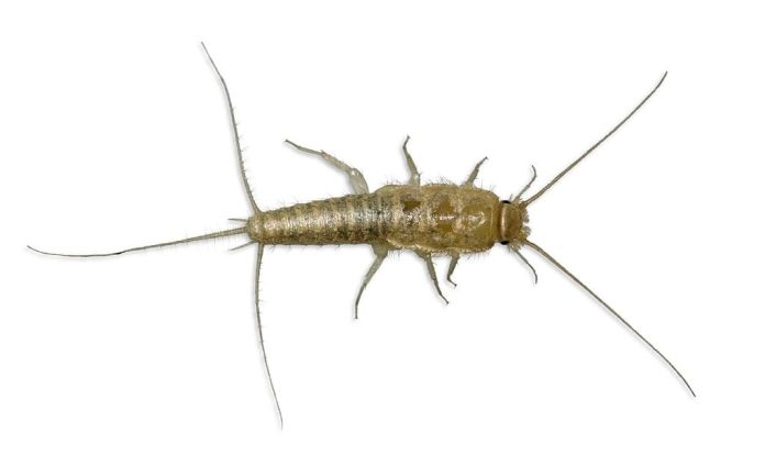 8 Bugs That Look Like Silverfish But Aren't (With Pictures)