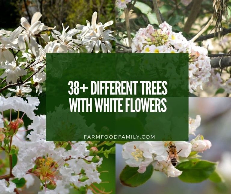 38+ Different Trees With White Flowers (Photos) - Identification Guide