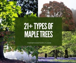 21+ Types Of Maple Trees (Leaves, Bark) With Pictures & Identification