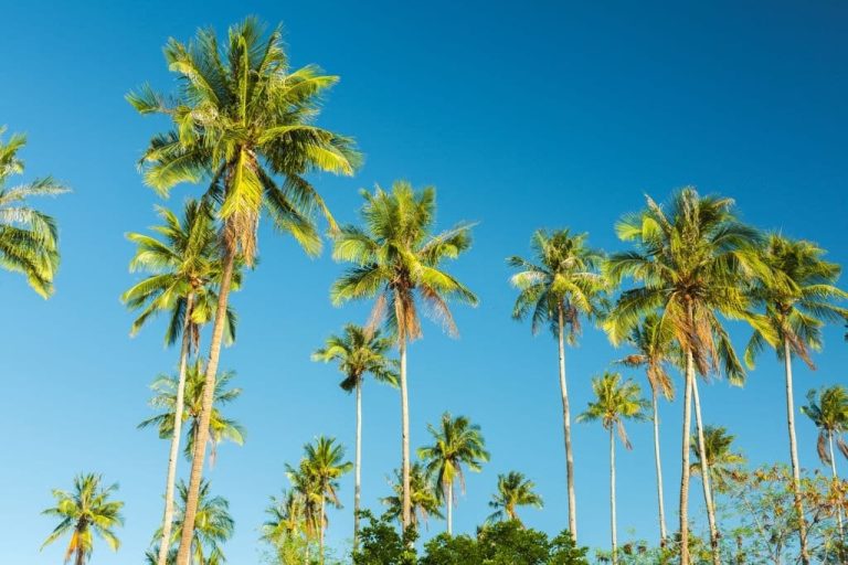 75+ Different Types Of Palm Trees With Pictures (Indoor, Outdoor)