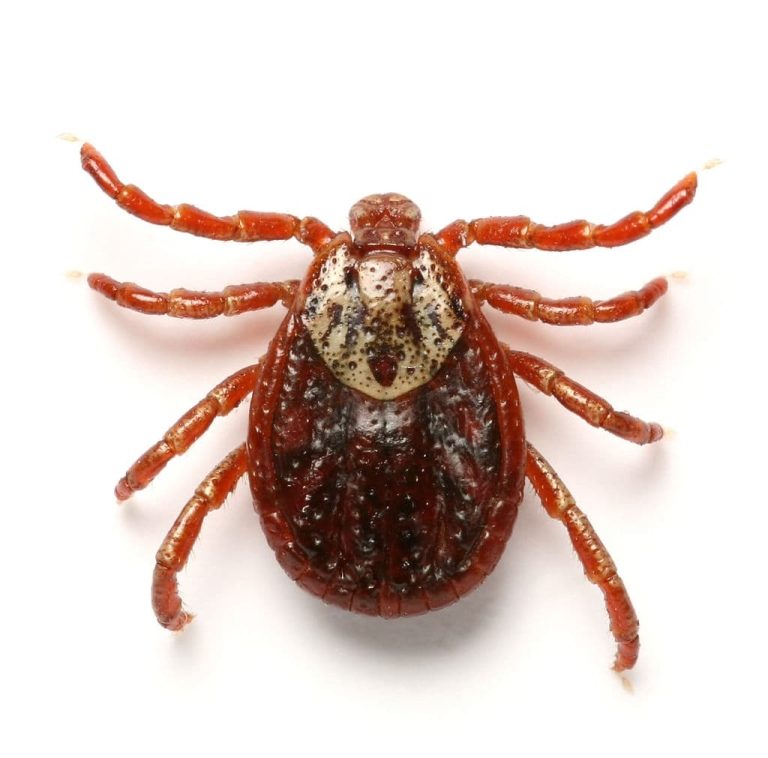 18 Bugs That Look Like Ticks But Aren't In Your House (With Pictures)
