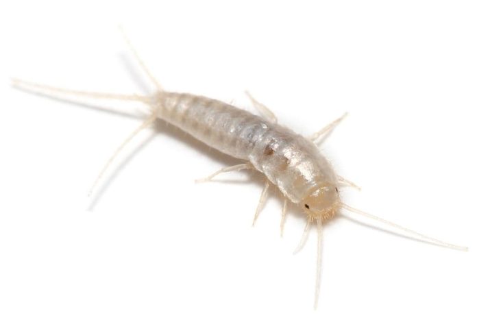 8 Bugs That Look Like Silverfish But Aren't (With Pictures)