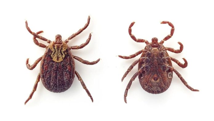 18 Bugs That Look Like Ticks But Aren't In Your House (With Pictures)