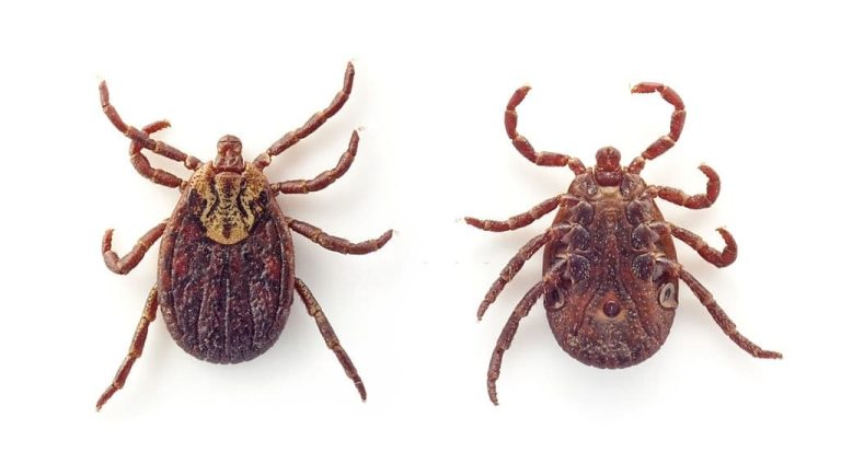 18 Bugs That Look Like Ticks But Aren't In Your House (With Pictures)