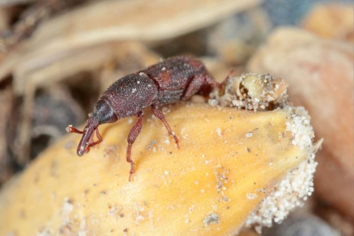 How To Get Rid Of Weevils In My Bedroom (5 Options) - FarmFoodFamily