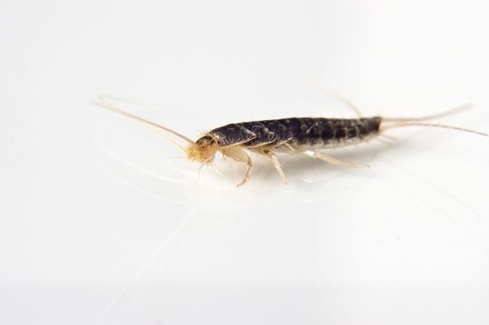 8 Bugs That Look Like Silverfish But Aren't (With Pictures)