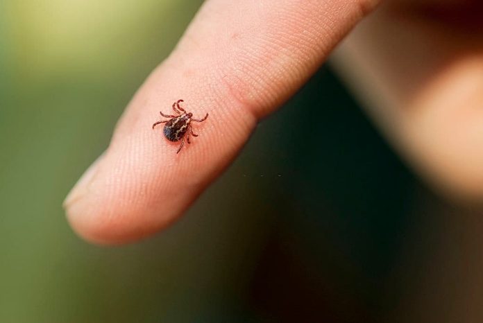 18 Bugs That Look Like Ticks But Aren't In Your House (With Pictures)