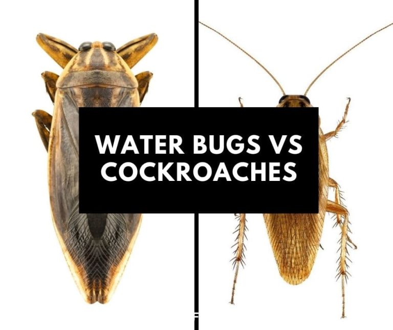 Water bugs vs Cockroaches: What Are The Similarities and Differences?