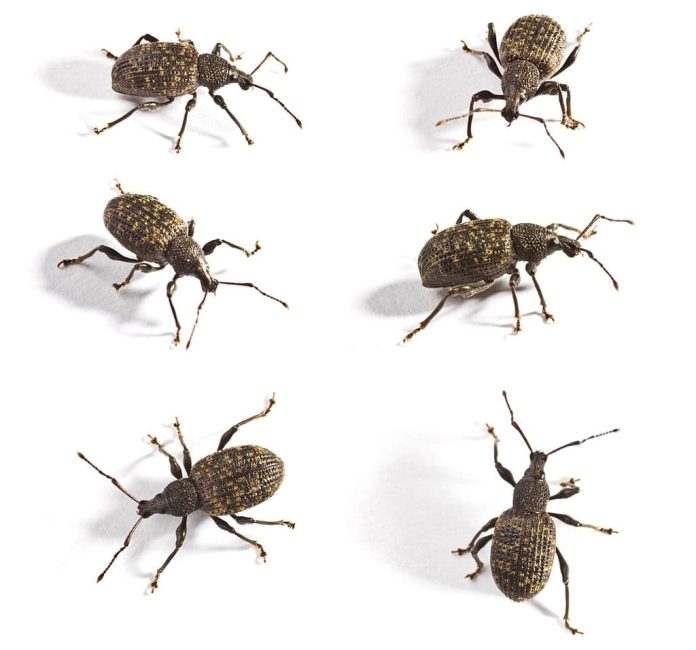 How To Get Rid Of Weevils In My Bedroom (5 Options) - FarmFoodFamily