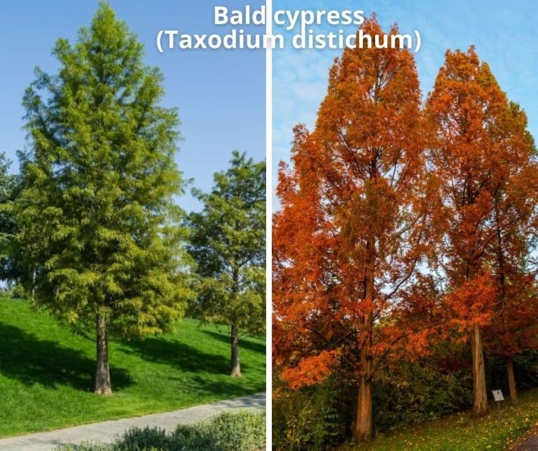 22+ Types Of Cypress Trees With Pictures: Identification, Symbolism