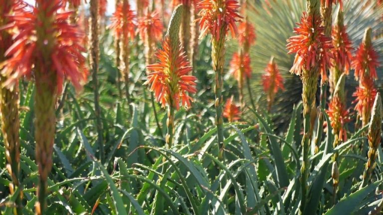 31+ Different Types Of Aloe Plants With Pictures (Identification Guide)