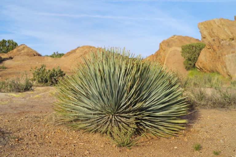 20+ Different Types Of Yucca Plants With Pictures (Facts, Care Guide)