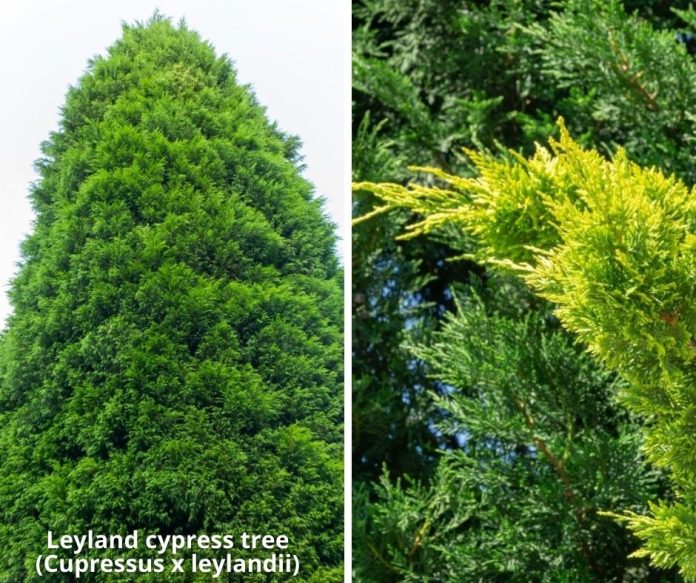 22+ Types Of Cypress Trees With Pictures: Identification, Symbolism