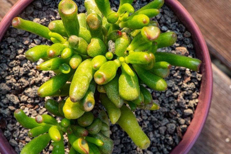 40+ Different Types Of Jade Plants (Crassula Ovata) With Pictures