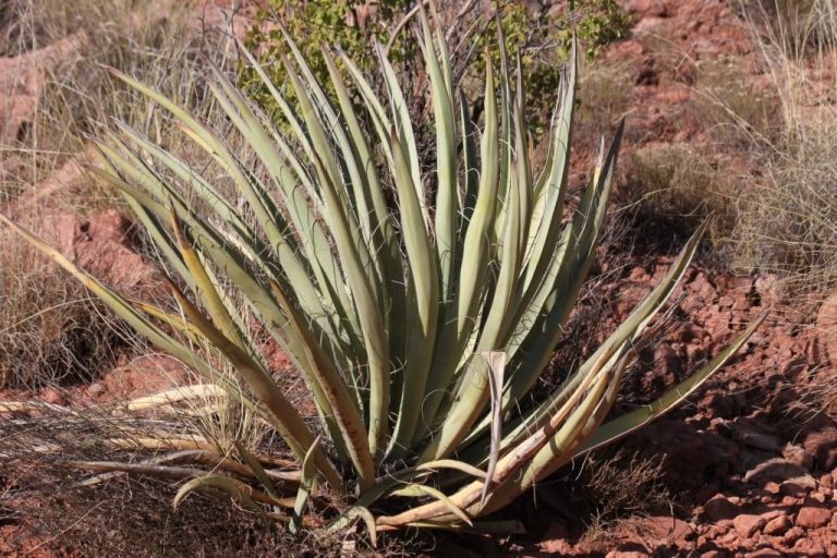 20+ Different Types Of Yucca Plants With Pictures (Facts, Care Guide)