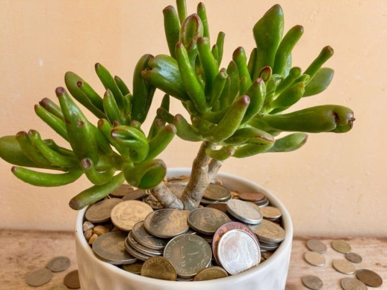 40+ Different Types Of Jade Plants (Crassula Ovata) With Pictures