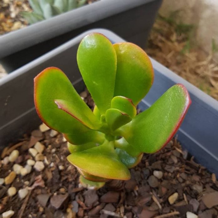 40+ Different Types Of Jade Plants (Crassula Ovata) With Pictures