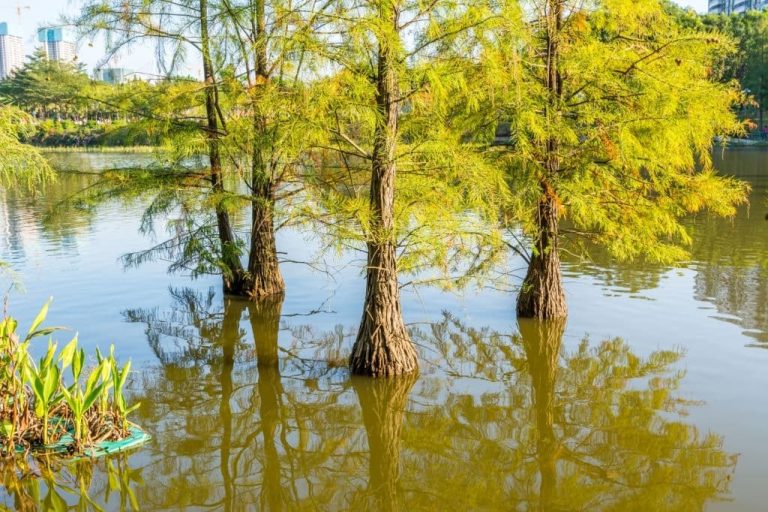 22+ Types Of Cypress Trees With Pictures: Identification, Symbolism