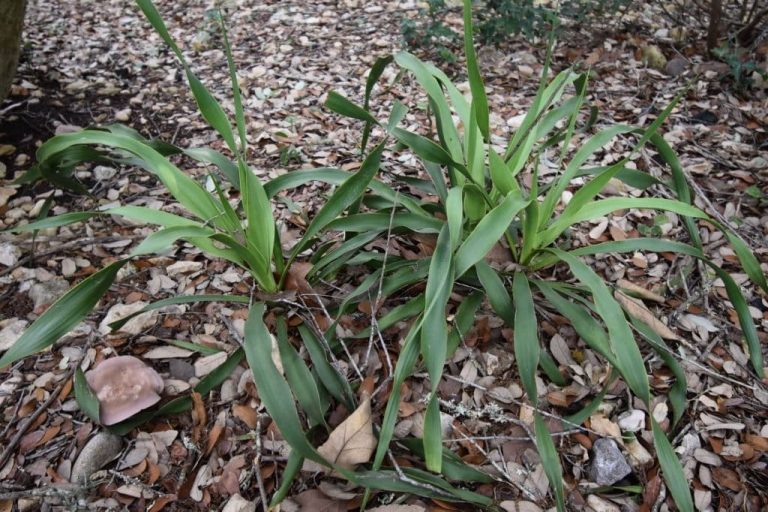 20+ Different Types Of Yucca Plants With Pictures (Facts, Care Guide)