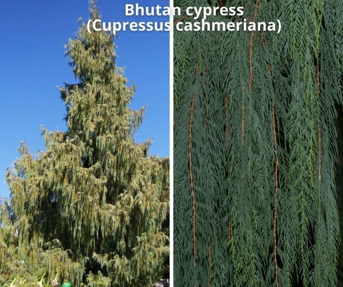 22+ Types Of Cypress Trees With Pictures: Identification, Symbolism