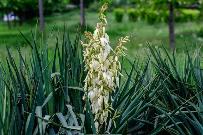 20+ Different Types Of Yucca Plants With Pictures (Facts, Care Guide)