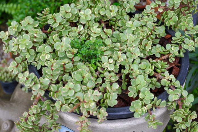 40+ Different Types Of Jade Plants (Crassula Ovata) With Pictures