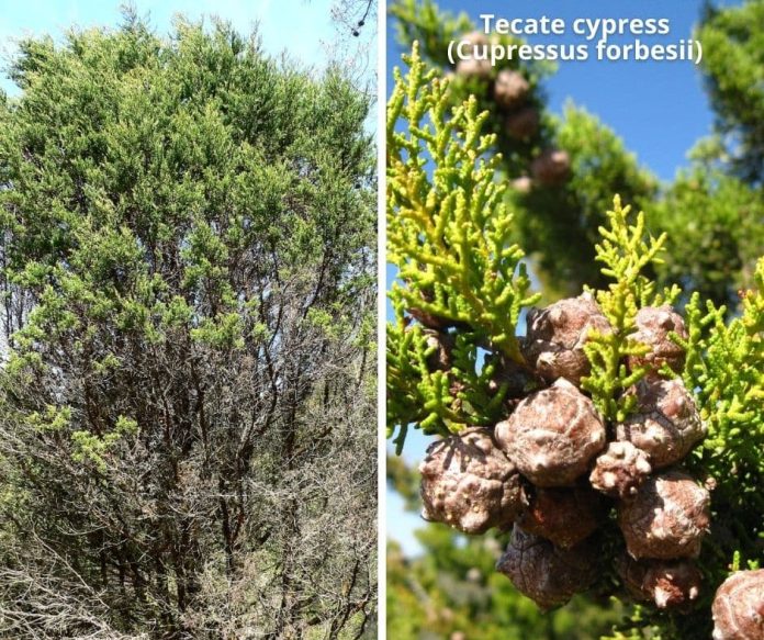 22+ Types Of Cypress Trees With Pictures: Identification, Symbolism