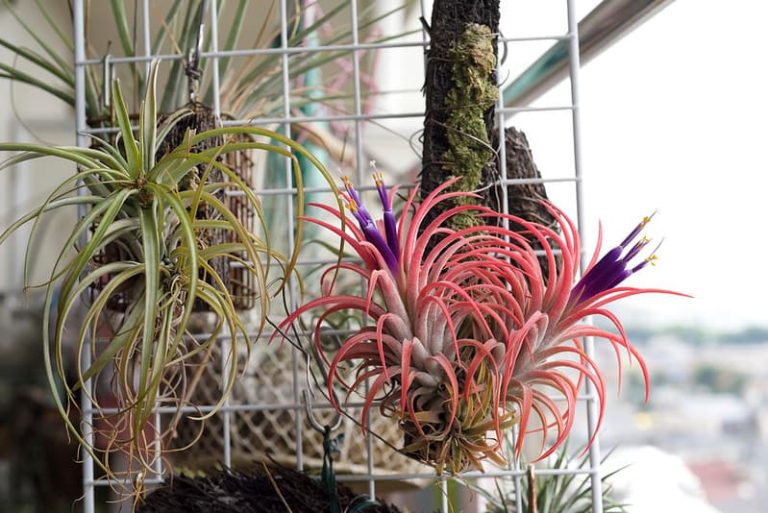 30+ Different Types Of Air Plants (Tillandsia spp.) With Pictures