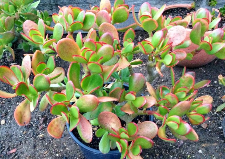 40+ Different Types Of Jade Plants (Crassula Ovata) With Pictures