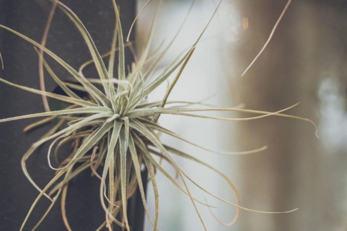 30+ Different Types Of Air Plants (Tillandsia spp.) With Pictures