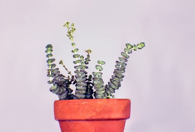 40+ Different Types Of Jade Plants (Crassula Ovata) With Pictures