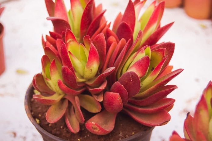 40+ Different Types Of Jade Plants (Crassula Ovata) With Pictures