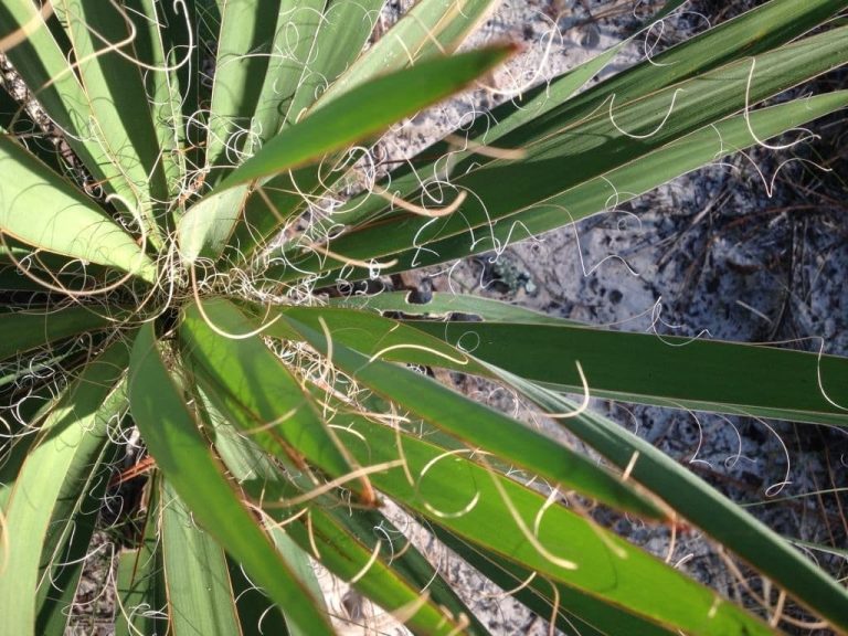 20+ Different Types Of Yucca Plants With Pictures (Facts, Care Guide)