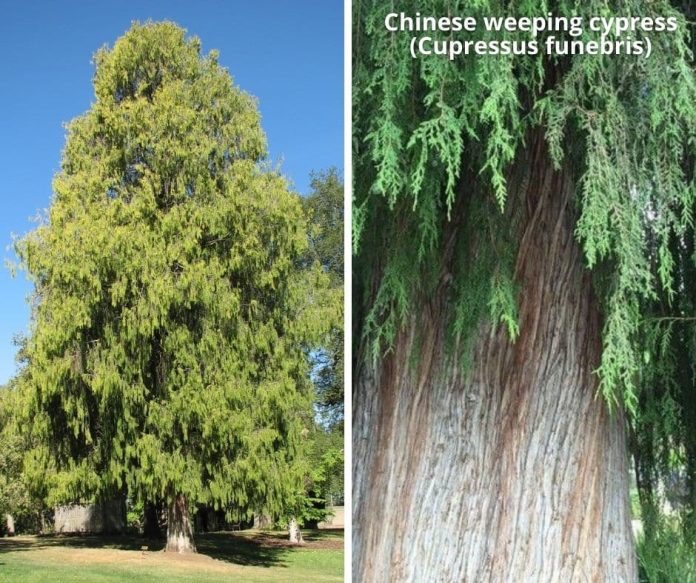 22+ Types Of Cypress Trees With Pictures: Identification, Symbolism