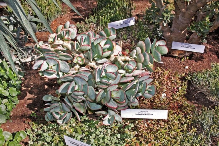 40+ Different Types Of Jade Plants (Crassula Ovata) With Pictures