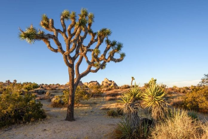 20+ Different Types Of Yucca Plants With Pictures (Facts, Care Guide)