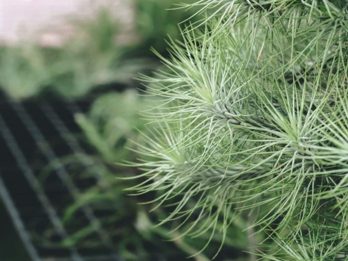 30+ Different Types Of Air Plants (Tillandsia spp.) With Pictures
