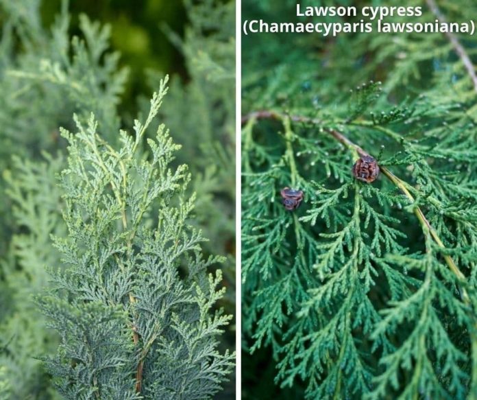 22+ Types Of Cypress Trees With Pictures: Identification, Symbolism
