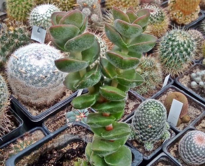 40+ Different Types Of Jade Plants (Crassula Ovata) With Pictures